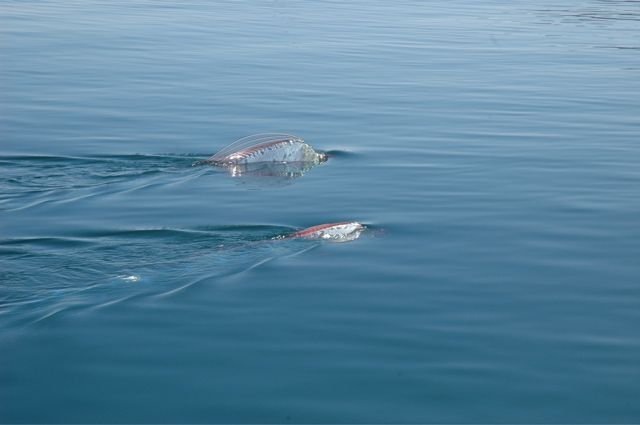 Oarfish: The longest fish in the world | Amusing Planet